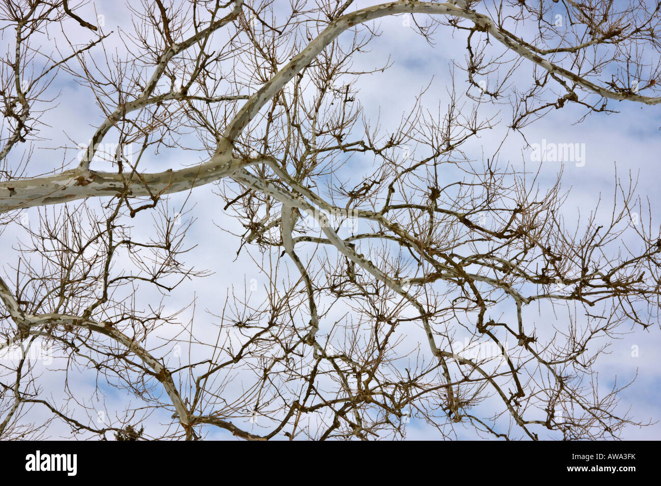 Leafless sycamore tree hi-res stock photography and images - Alamy