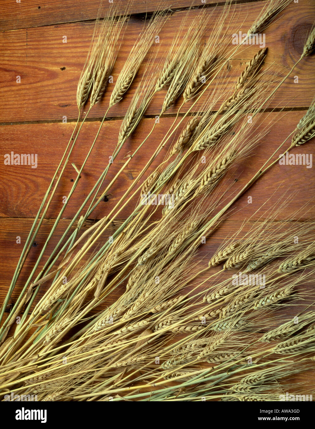 Wheat shaft hi-res stock photography and images - Alamy
