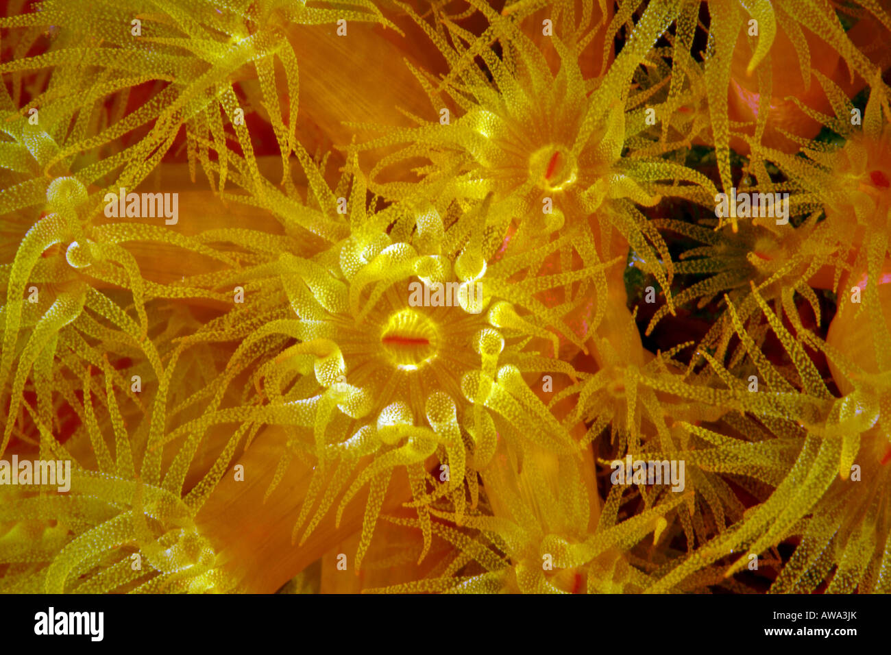 Orange cup coral Tubastraea coccinea at night on town pier Stock Photo ...