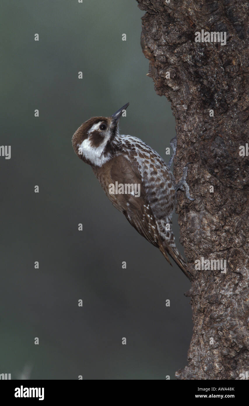Picoides Arizonae High Resolution Stock Photography and Images - Alamy