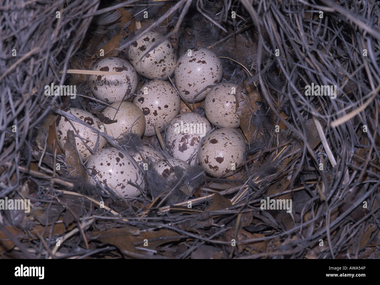 Quail nesting hi-res stock photography and images - Alamy