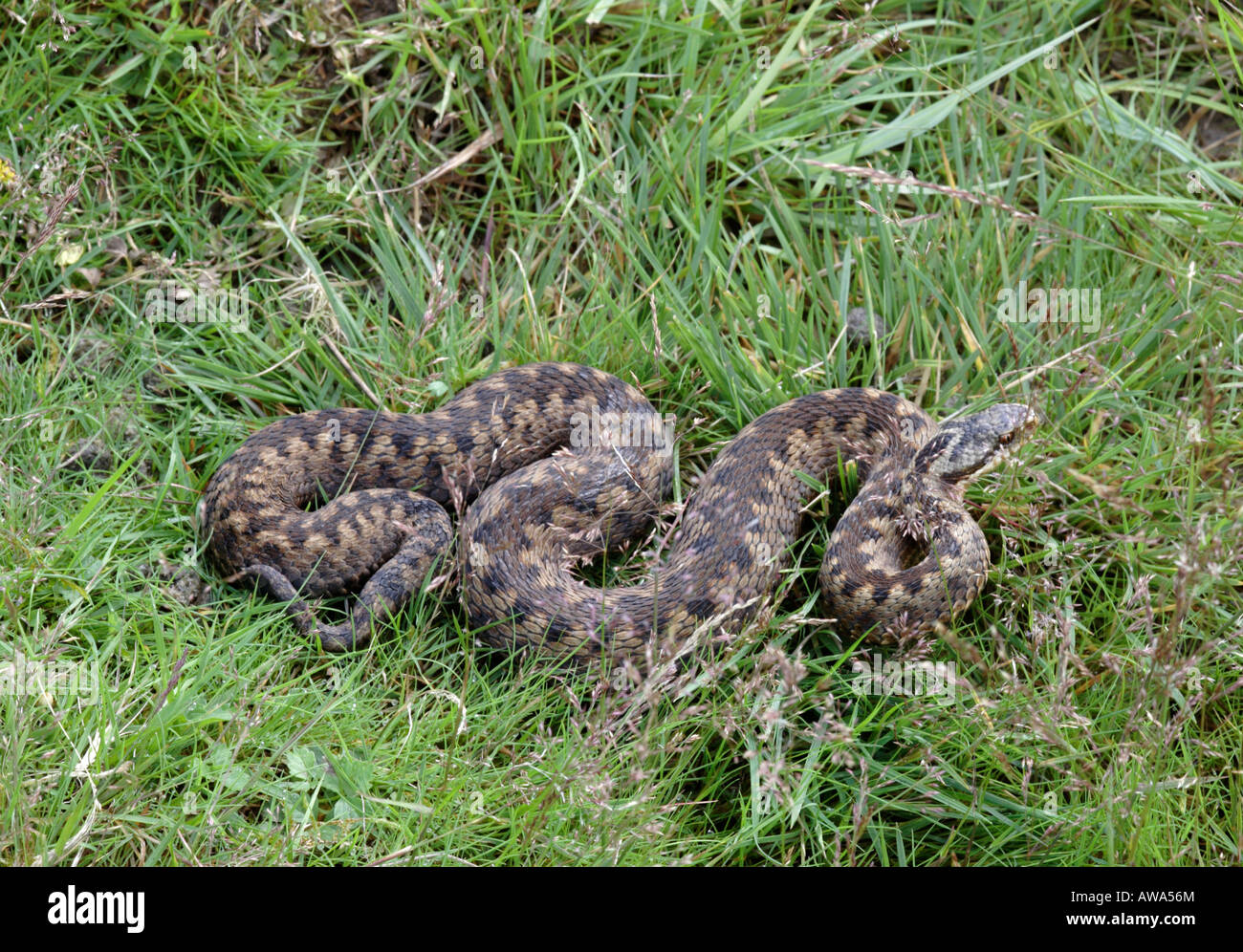 Female Adder, Summer 2007 Stock Photo - Alamy