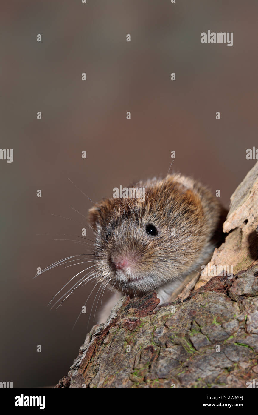 short-tailed vole Microtus agrestis in log looking alert Potton ...