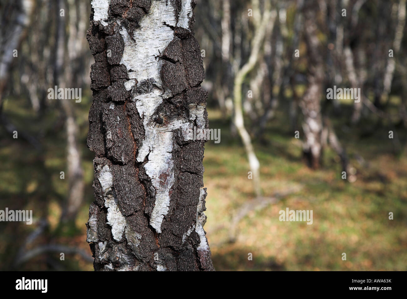 Silver birch trees Stock Photo - Alamy