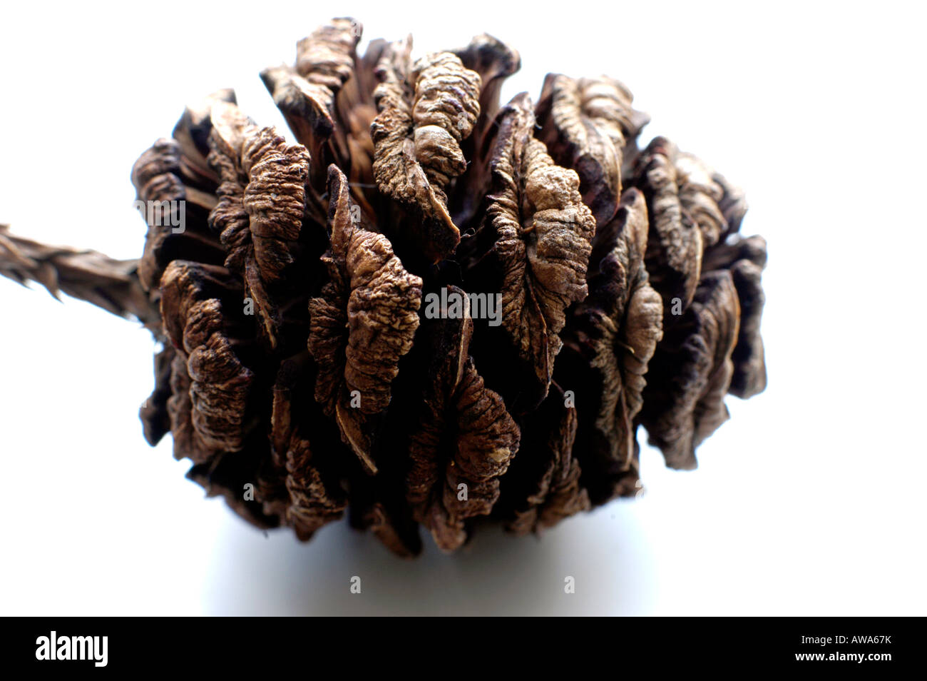 Pinecone close up Stock Photo - Alamy