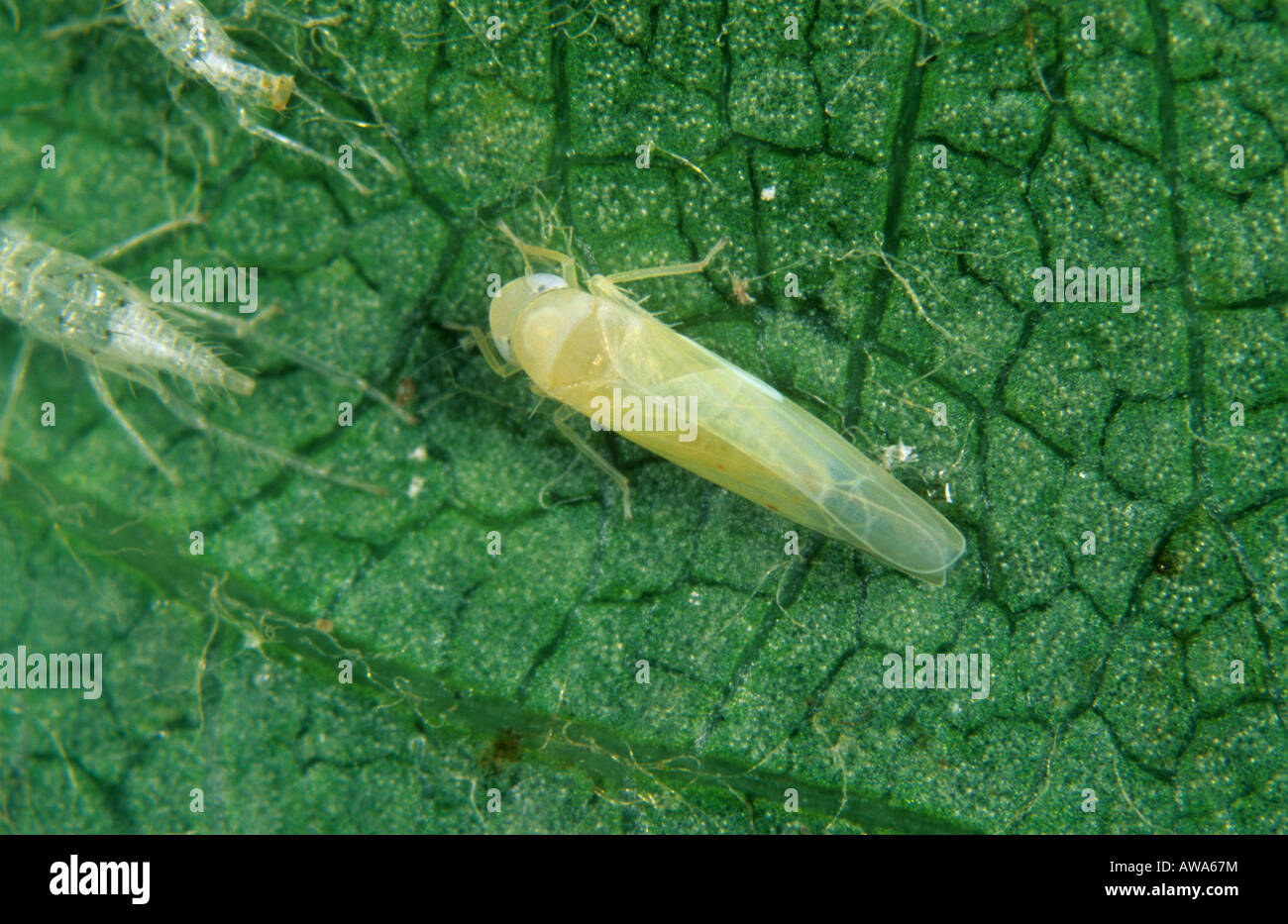 Leaf hopper Edwardsiana flavescens on a leaf surface Stock Photo - Alamy