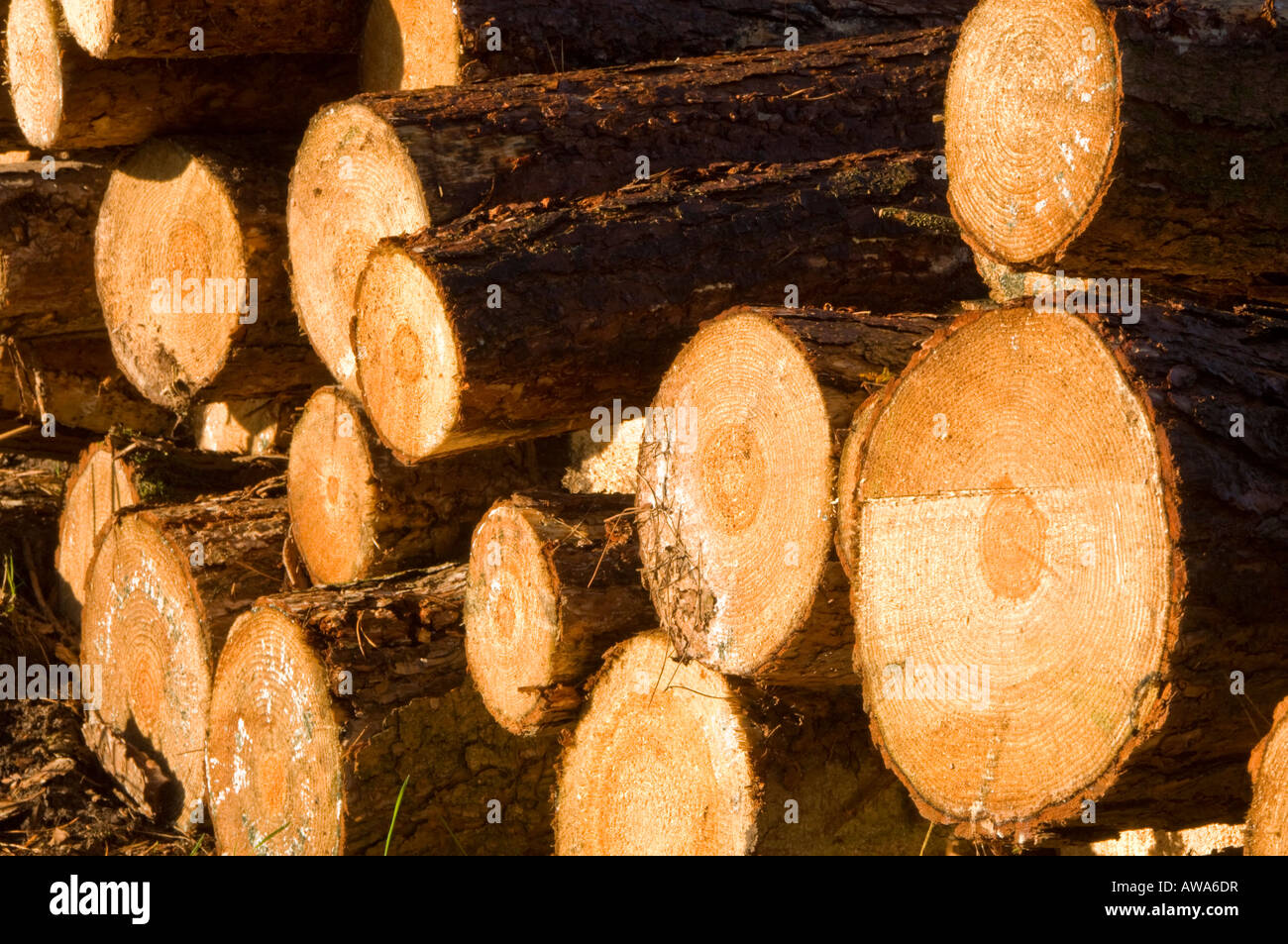 Stacked Timber in Delamere Forest, Cheshire, England, UK Stock Photo ...