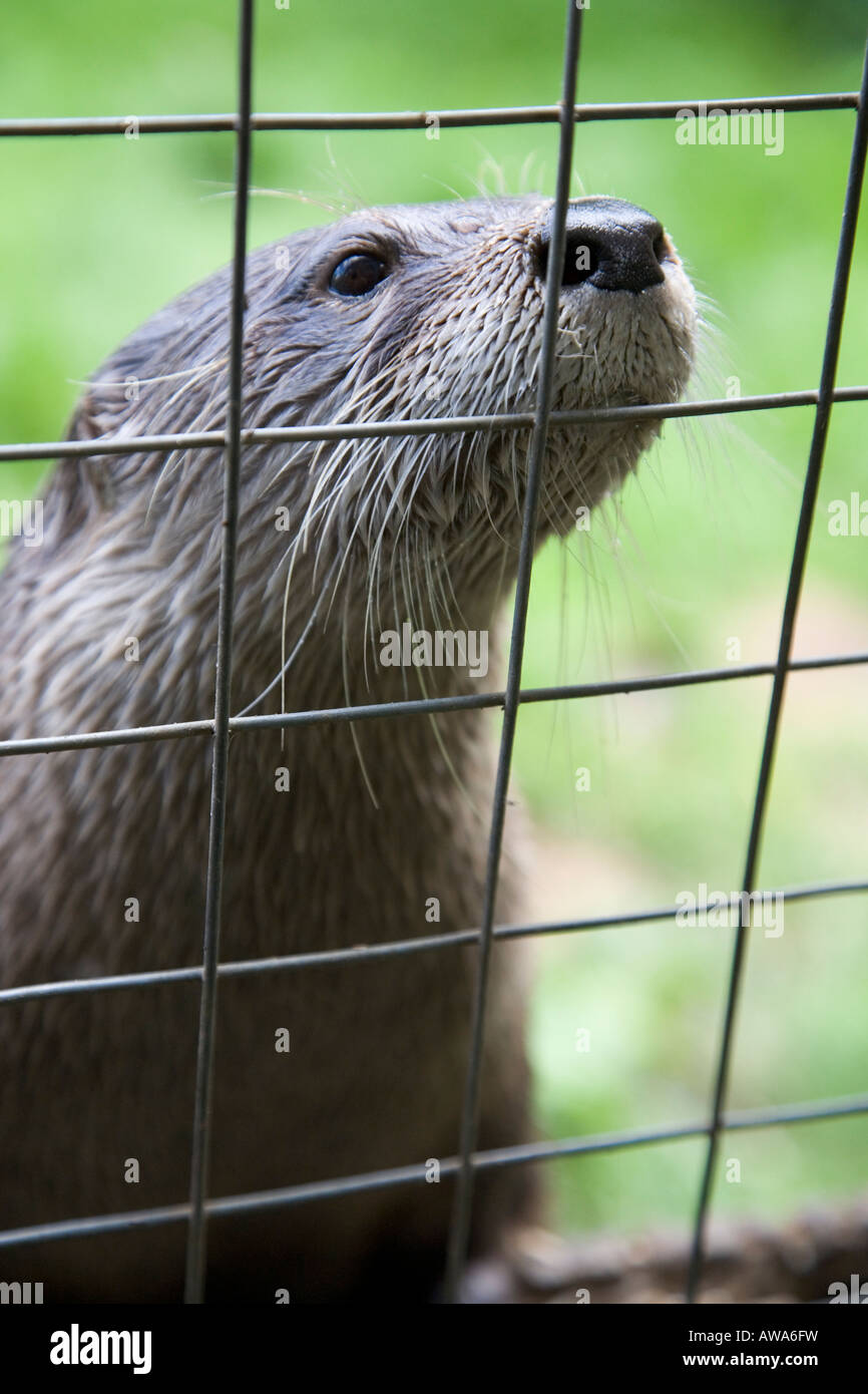 Mole Hall wildlife park and butterfly pavillion, Widdington, Saffron ...