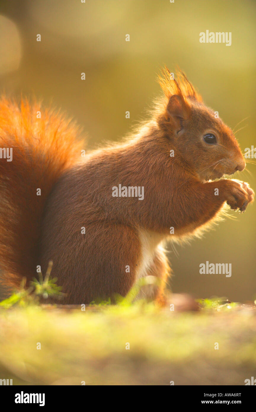 red squirrel standing Stock Photo - Alamy