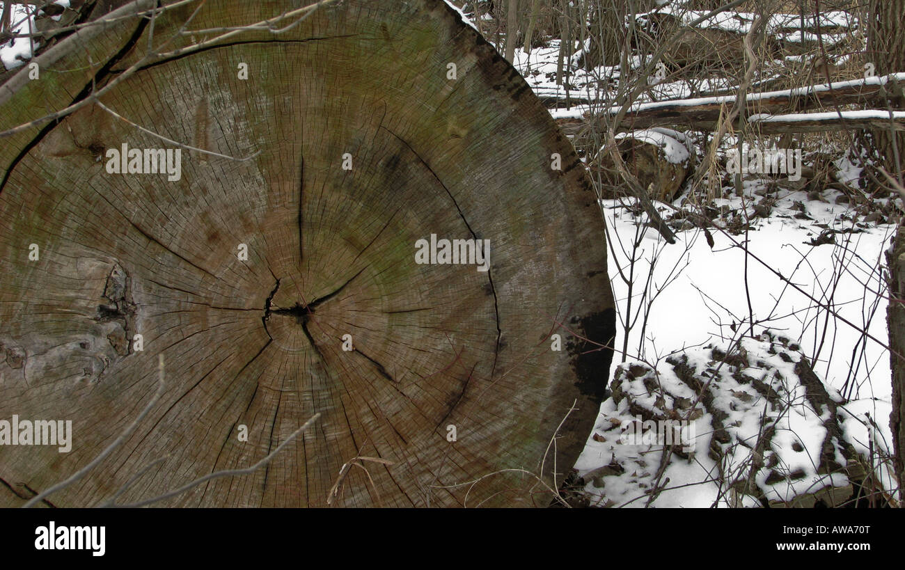 The large tree trunk on the ground in the forest close up nobody none ...