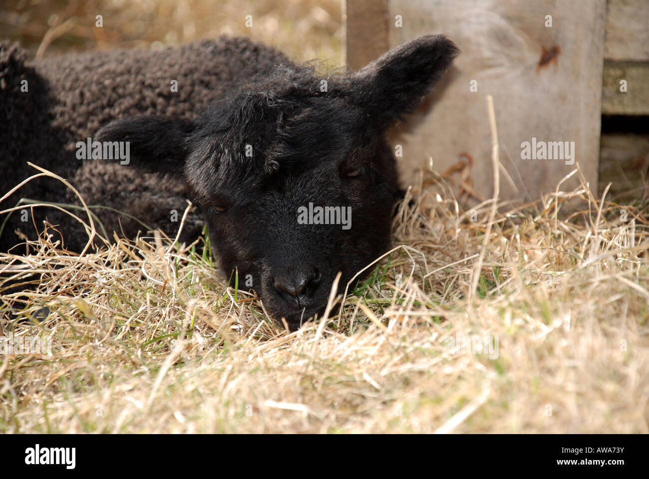Old lamb hi-res stock photography and images - Alamy