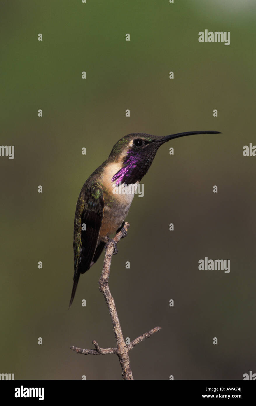 Lucifer sheartail hi-res stock photography and images - Alamy