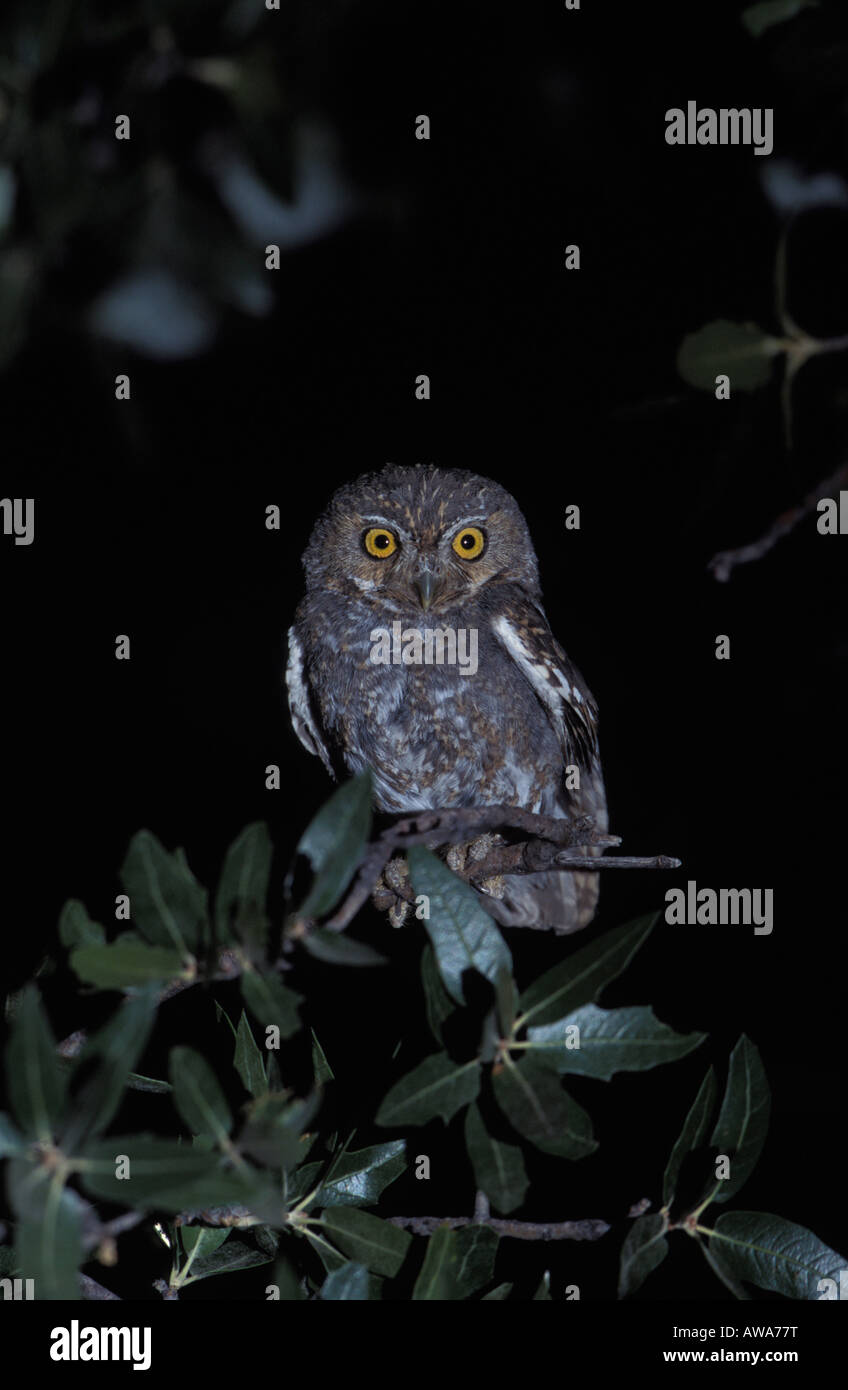 Micrathene whitneyi hi-res stock photography and images - Alamy