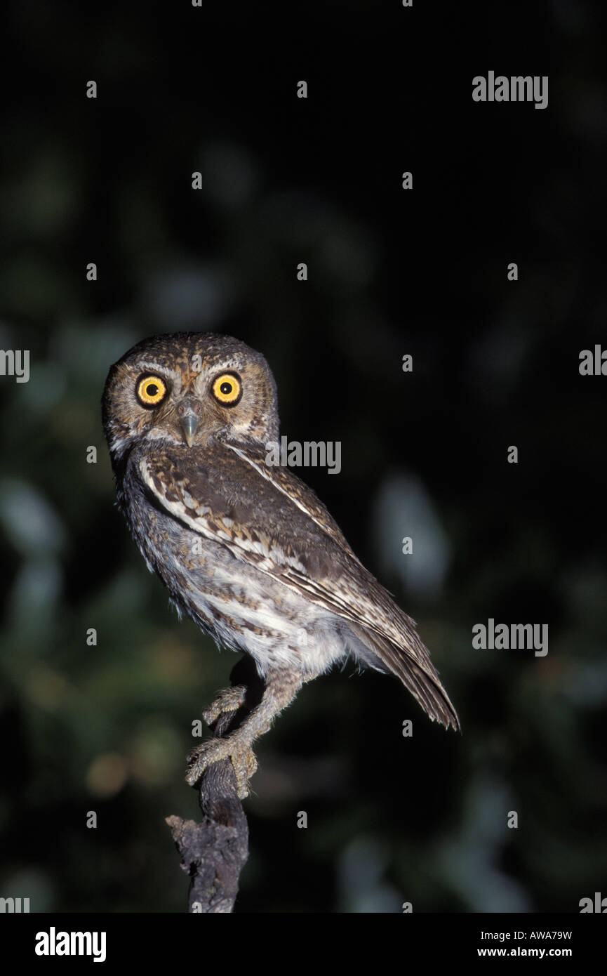 Micrathene whitneyi hi-res stock photography and images - Alamy