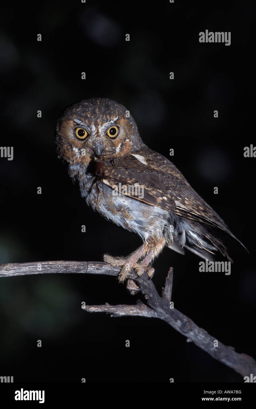 Micrathene whitneyi hi-res stock photography and images - Alamy