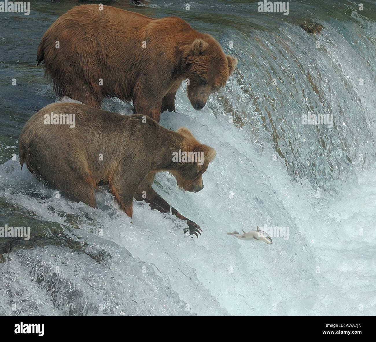 Bear reaching for salmon by water falls Stock Photo - Alamy