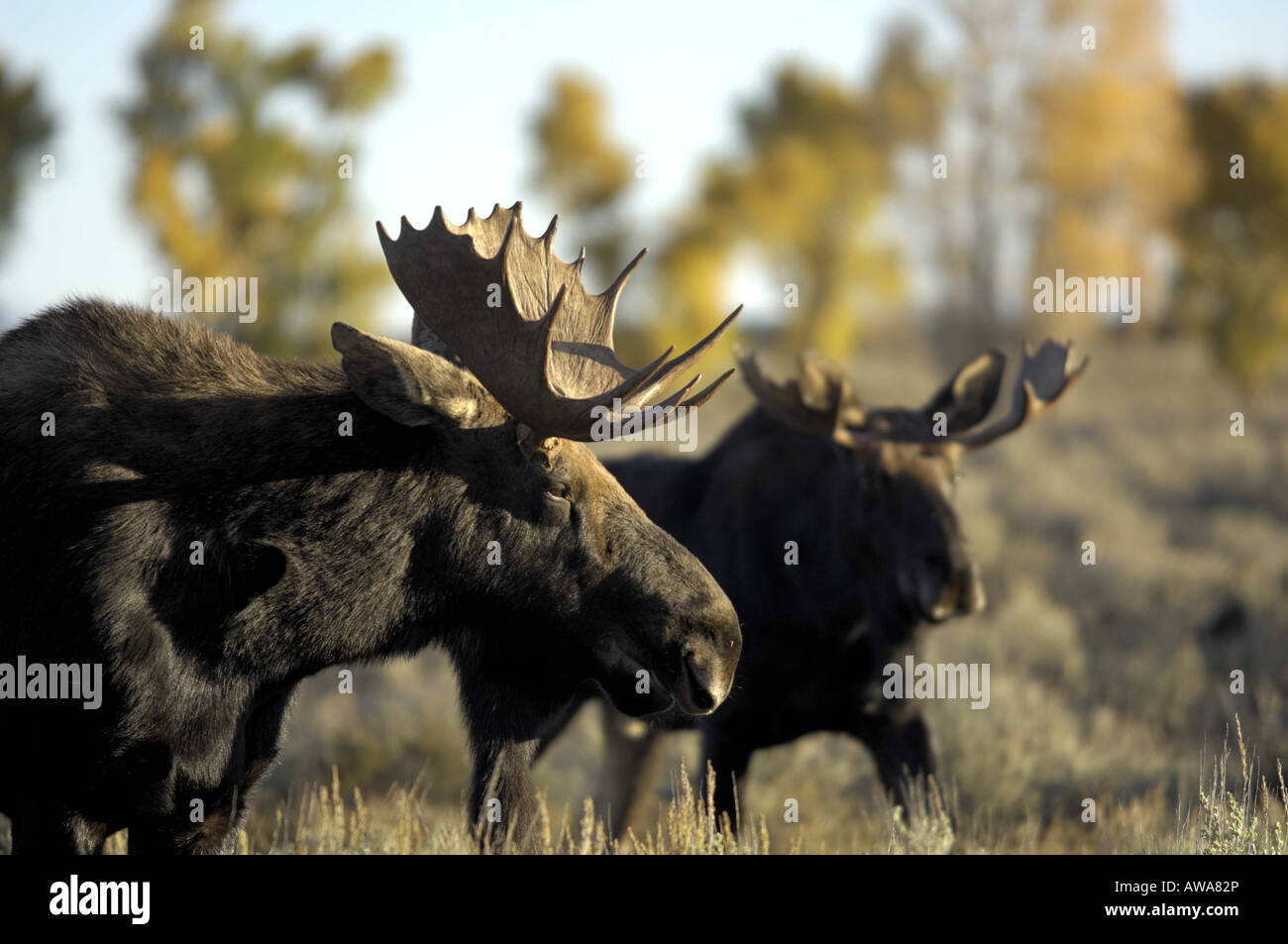 Two bull moose in Grand Teton Nation Park Stock Photo - Alamy