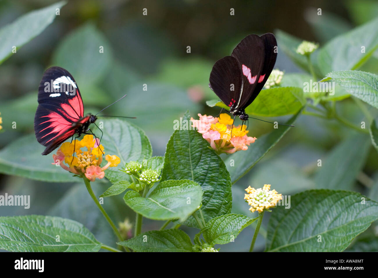 Mole Hall wildlife park and butterfly pavillion, Widdington, Saffron ...