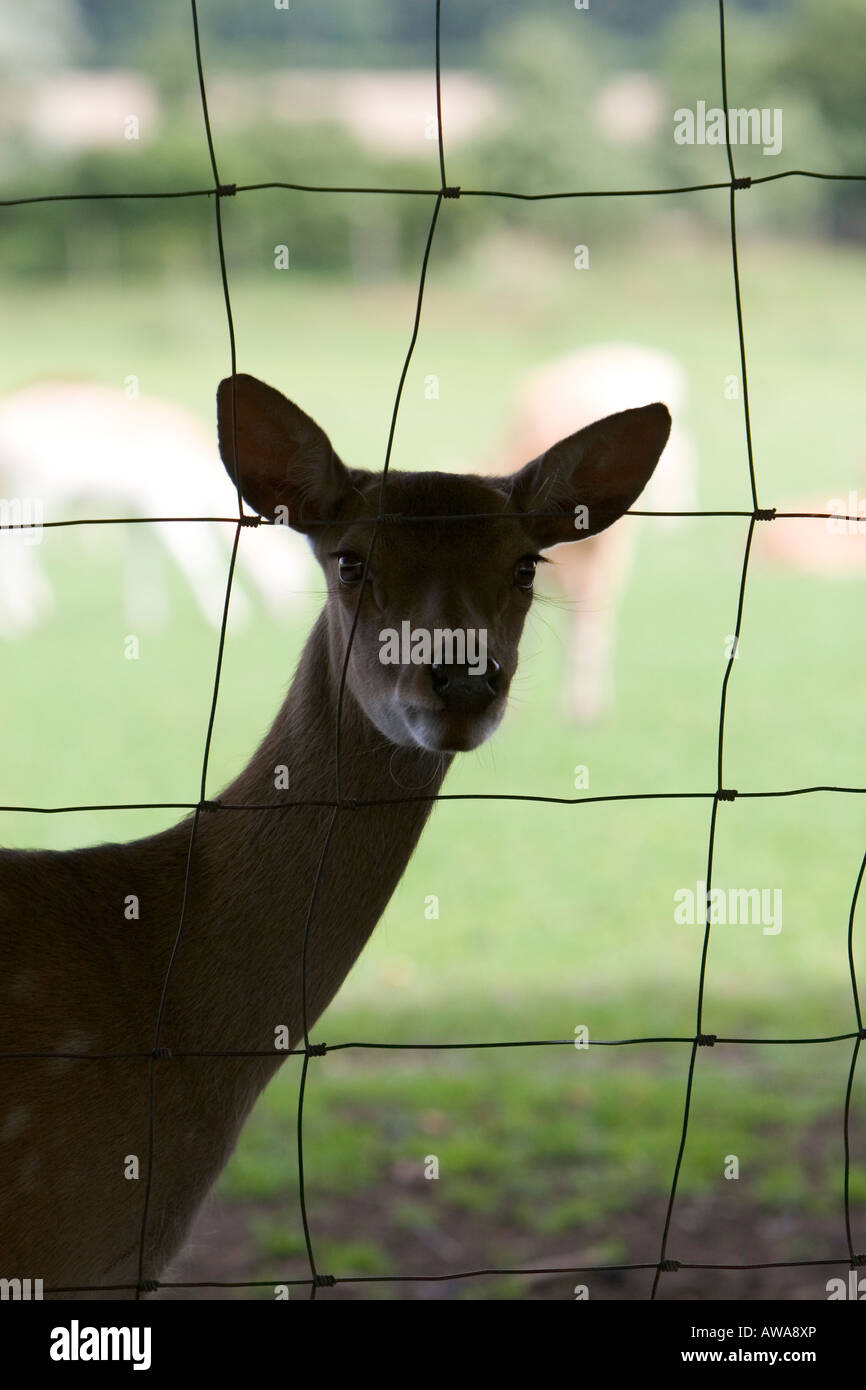 Mole Hall wildlife park and butterfly pavillion, Widdington, Saffron ...
