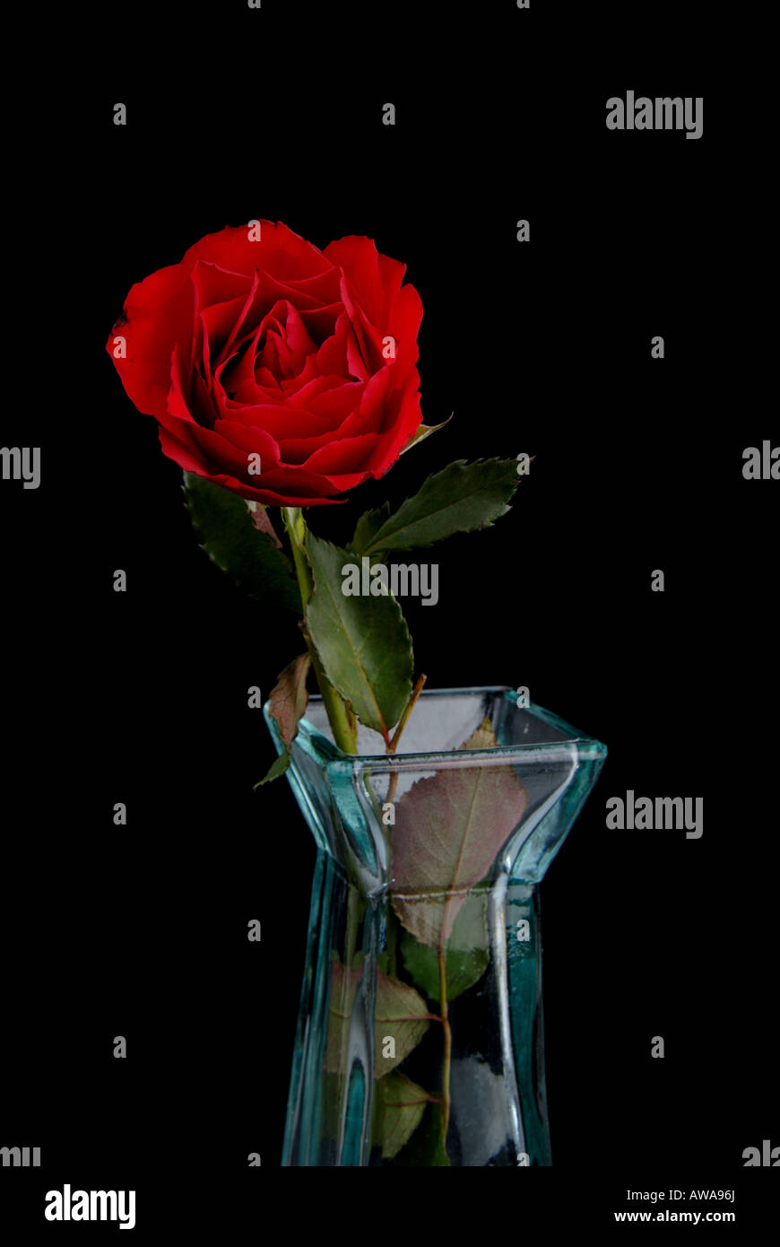 Red rose in a glass vase Stock Photo - Alamy