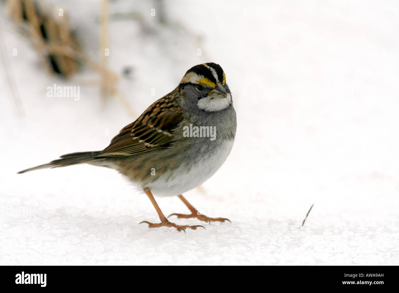 Sparrow hi-res stock photography and images - Alamy