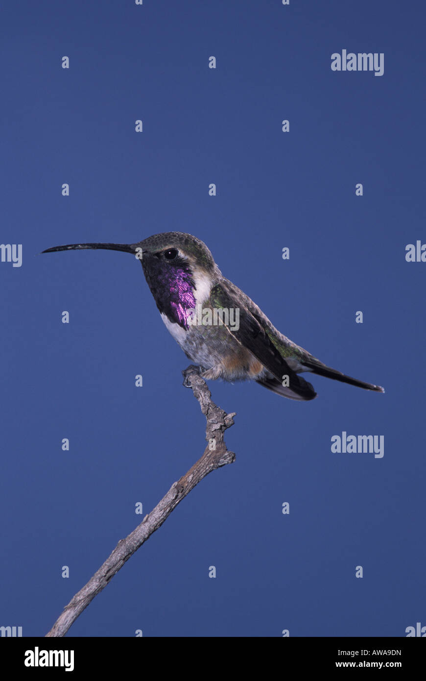 Lucifer sheartail hi-res stock photography and images - Alamy