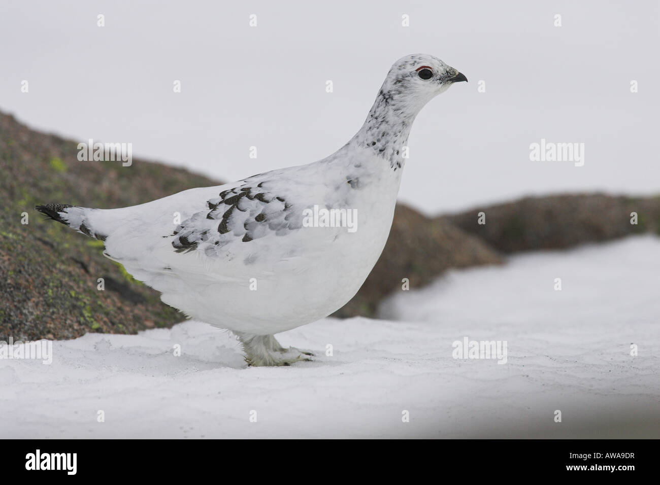 Lagopus Muta Female High Resolution Stock Photography and Images - Alamy