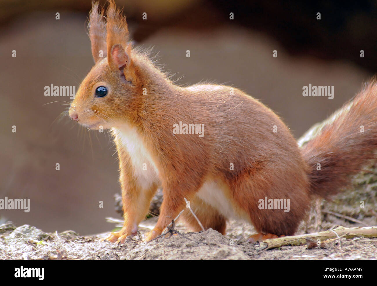 Red squirrel native species hi-res stock photography and images - Alamy