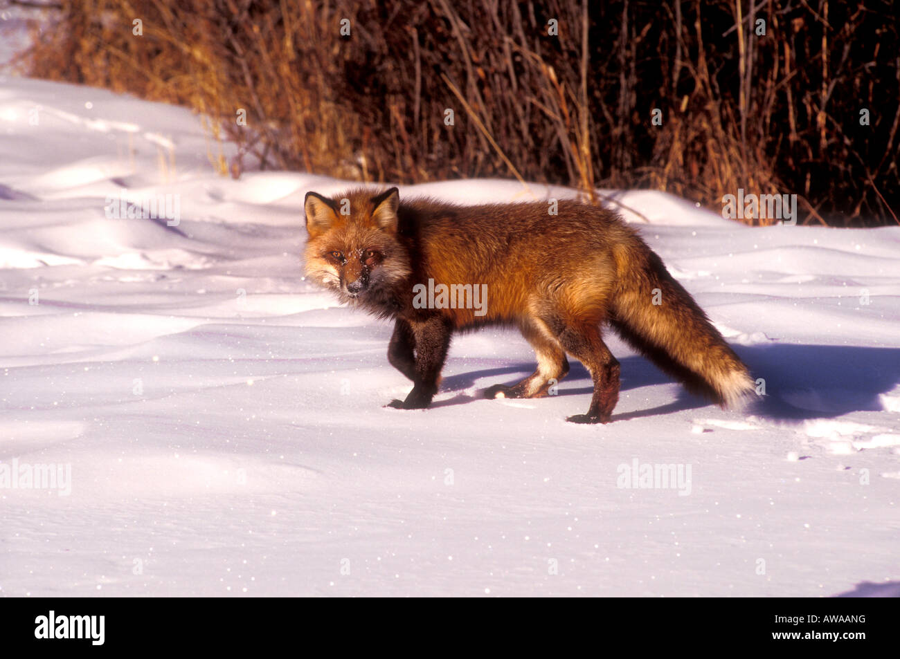 145 red hi-res stock photography and images - Alamy