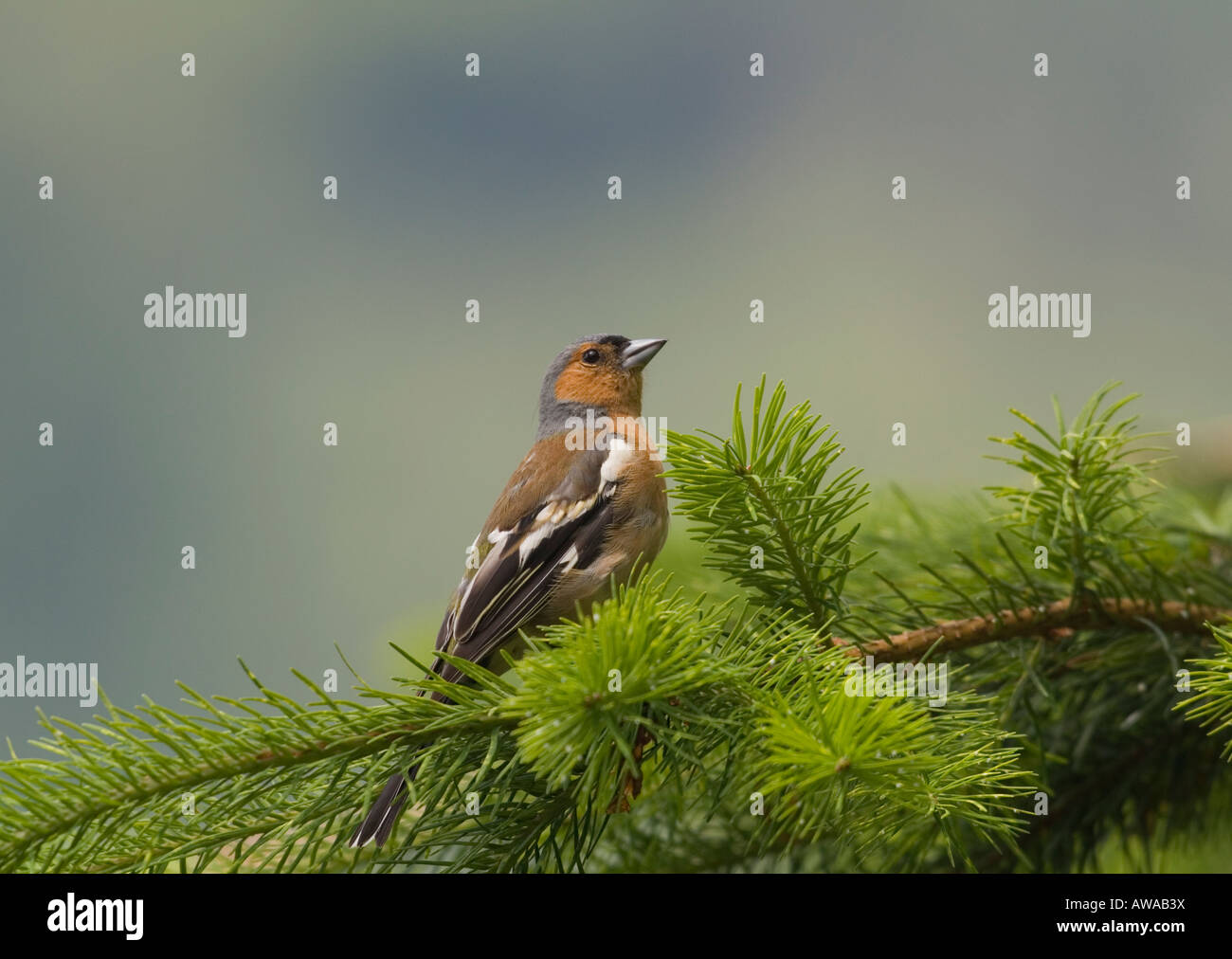Male Chaffinch perched on branch of Pine tree in a British woodland ...