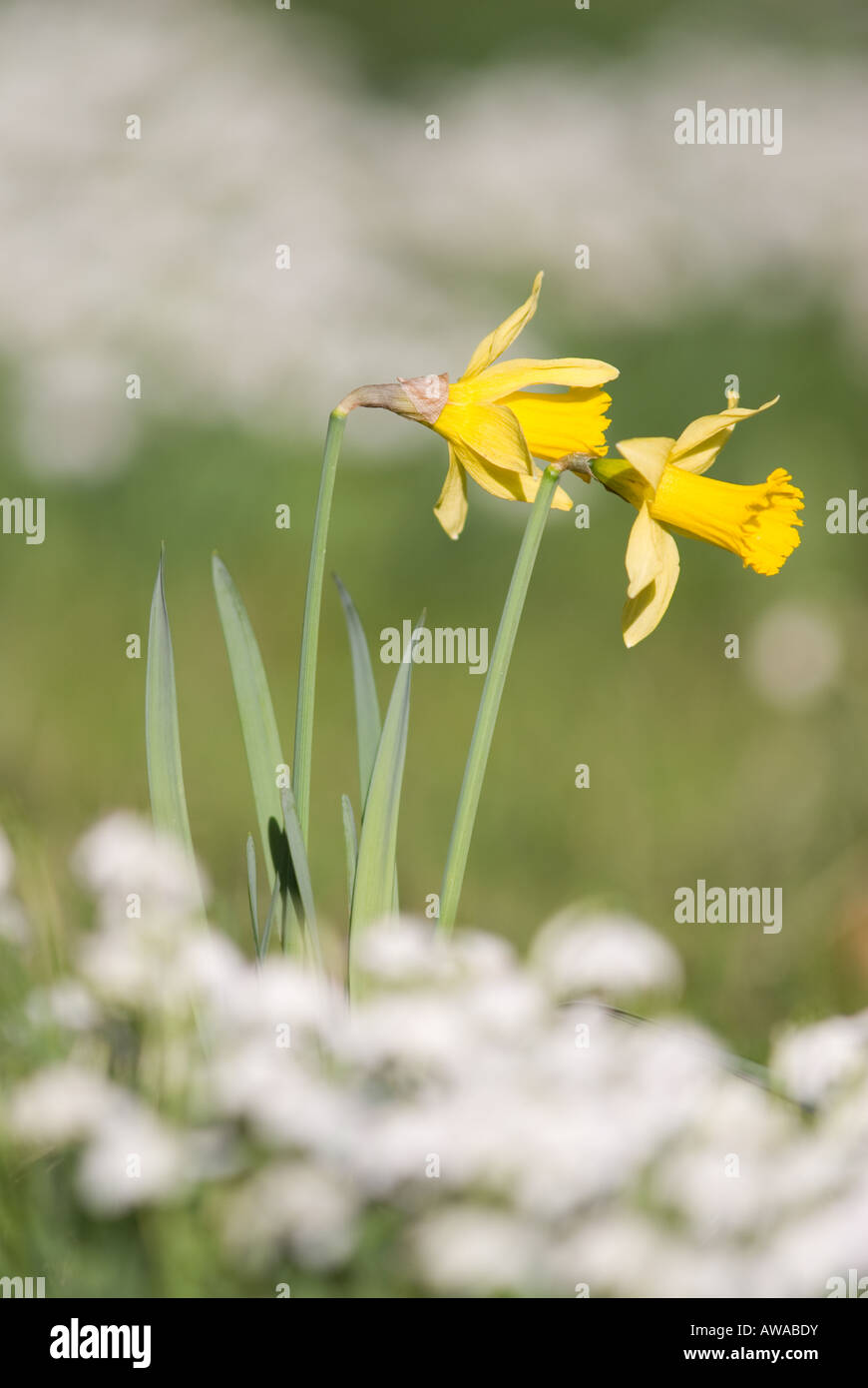 Daffodil the flower of St David's Stock Photo - Alamy