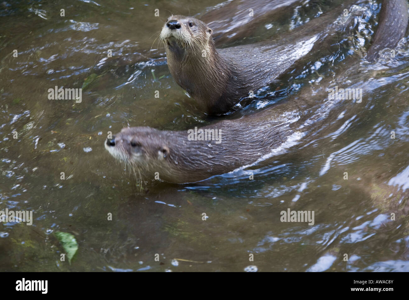 Mole Hall wildlife park and butterfly pavillion, Widdington, Saffron ...