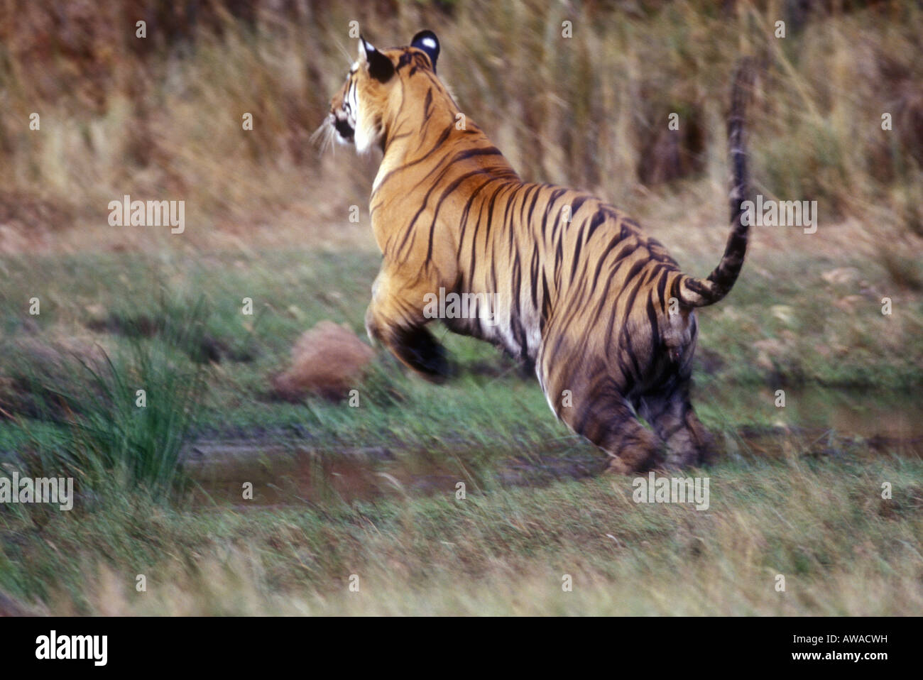 Tiger leaping indian hi-res stock photography and images - Alamy