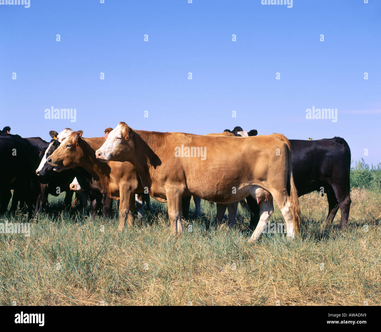 Livestock crossbred beef cow on hi-res stock photography and images - Alamy