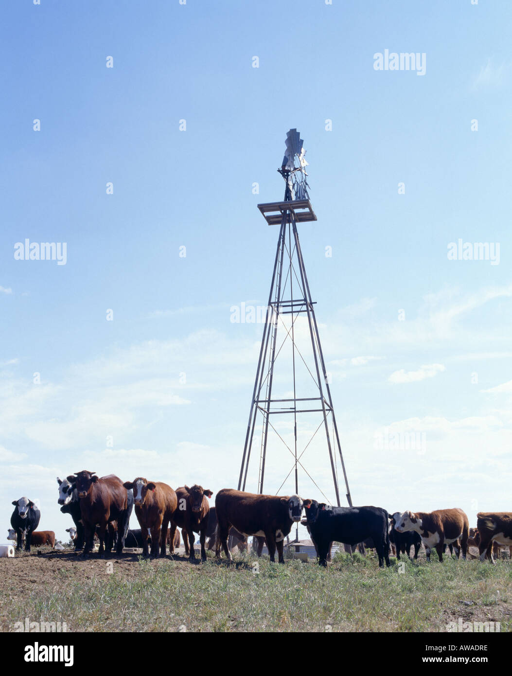 Energy calves hi-res stock photography and images - Alamy