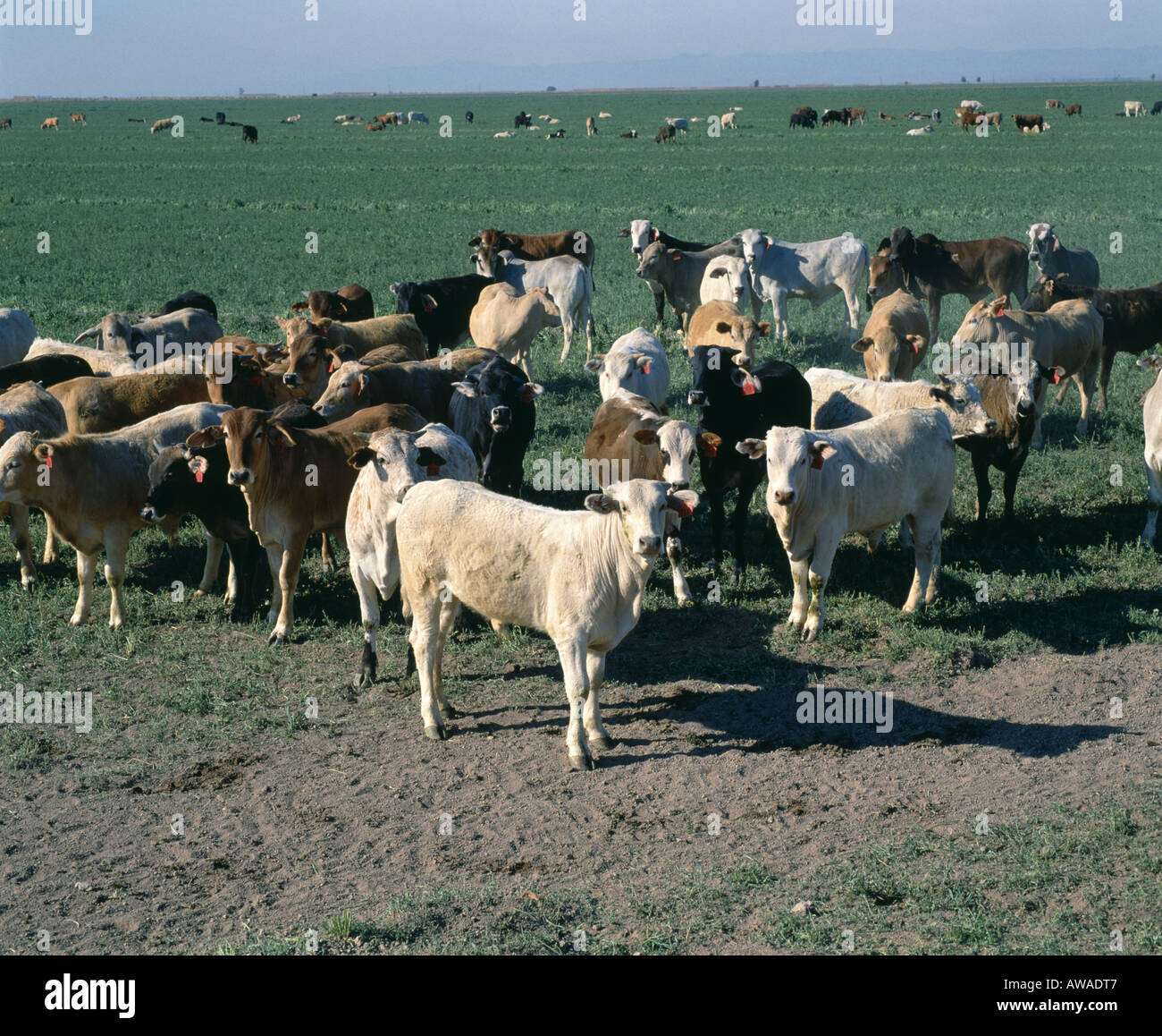 600 700 POUND SOUTHERN TYPE CROSSBRED STEERS ON WINTER ALFALFA PASTURE ...