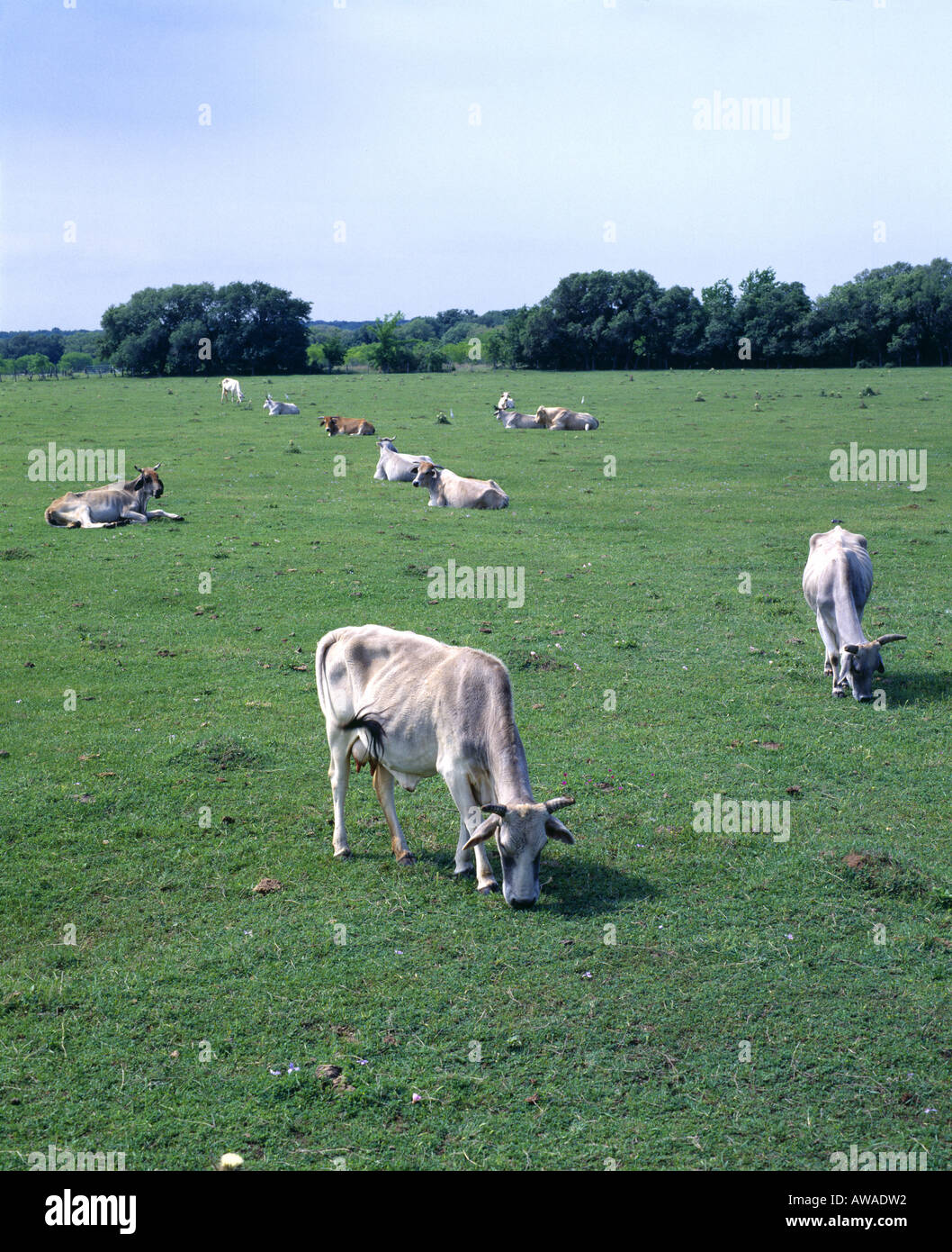 Brahman cows hi-res stock photography and images - Alamy