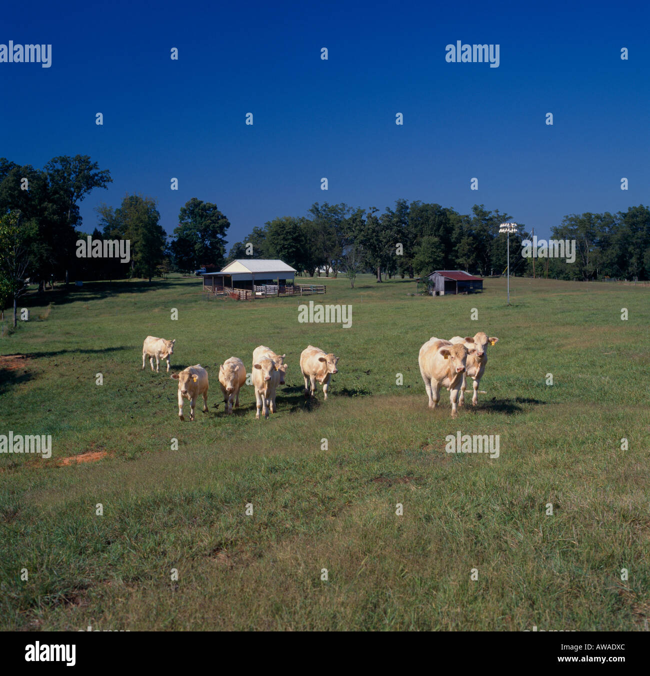 CHAROLAIS BEEF CATTLE GEORGIA Stock Photo - Alamy