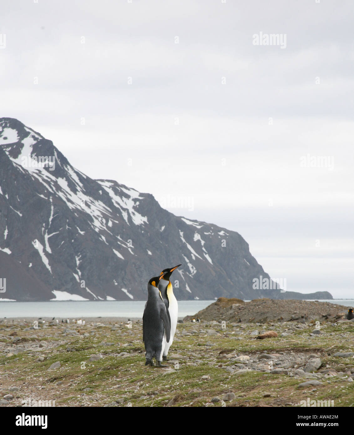 solitary king penguin with snow capped mountain in distance Stock Photo ...