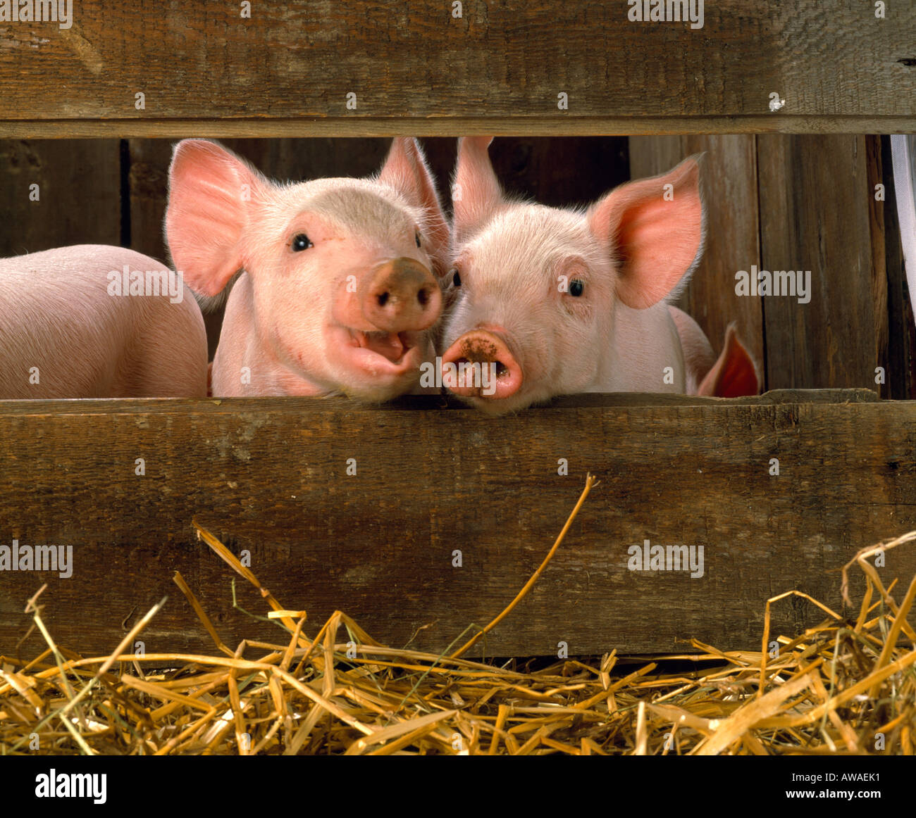 Pig fence hi-res stock photography and images - Alamy