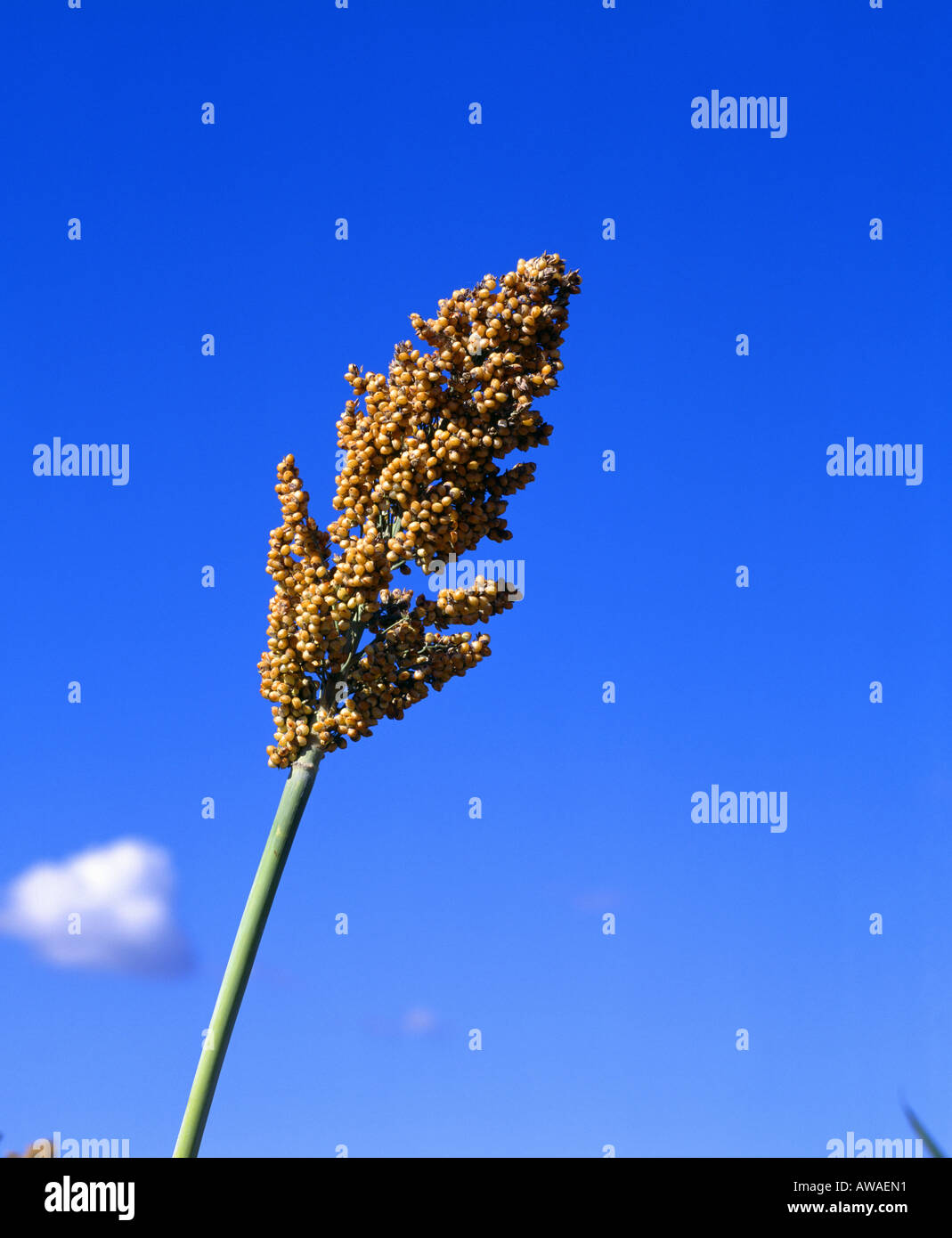 Grain sorghum head hi-res stock photography and images - Alamy