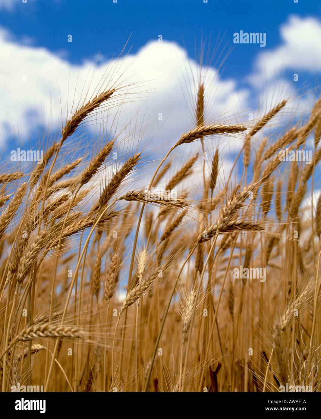 Soft Red Winter Wheat