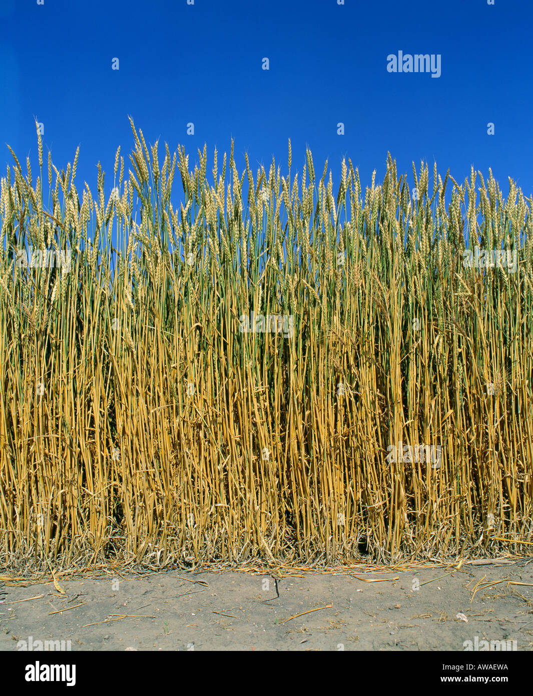 Hard red wheat hi-res stock photography and images - Alamy