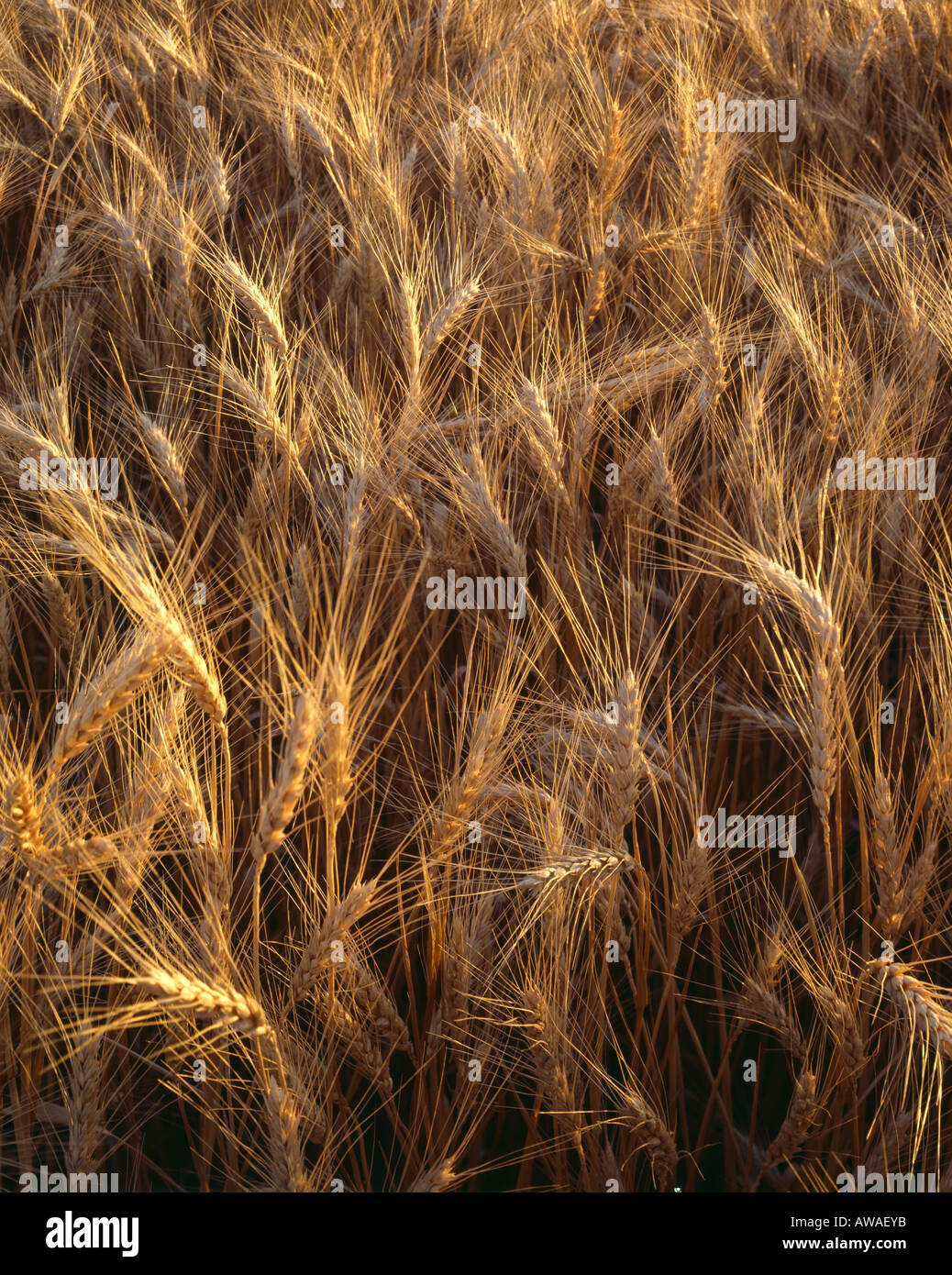 Amber grains of wheat hi-res stock photography and images - Alamy