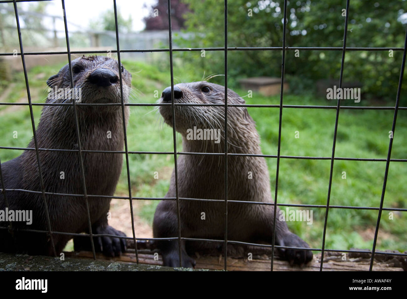 Mole Hall wildlife park and butterfly pavillion, Widdington, Saffron ...