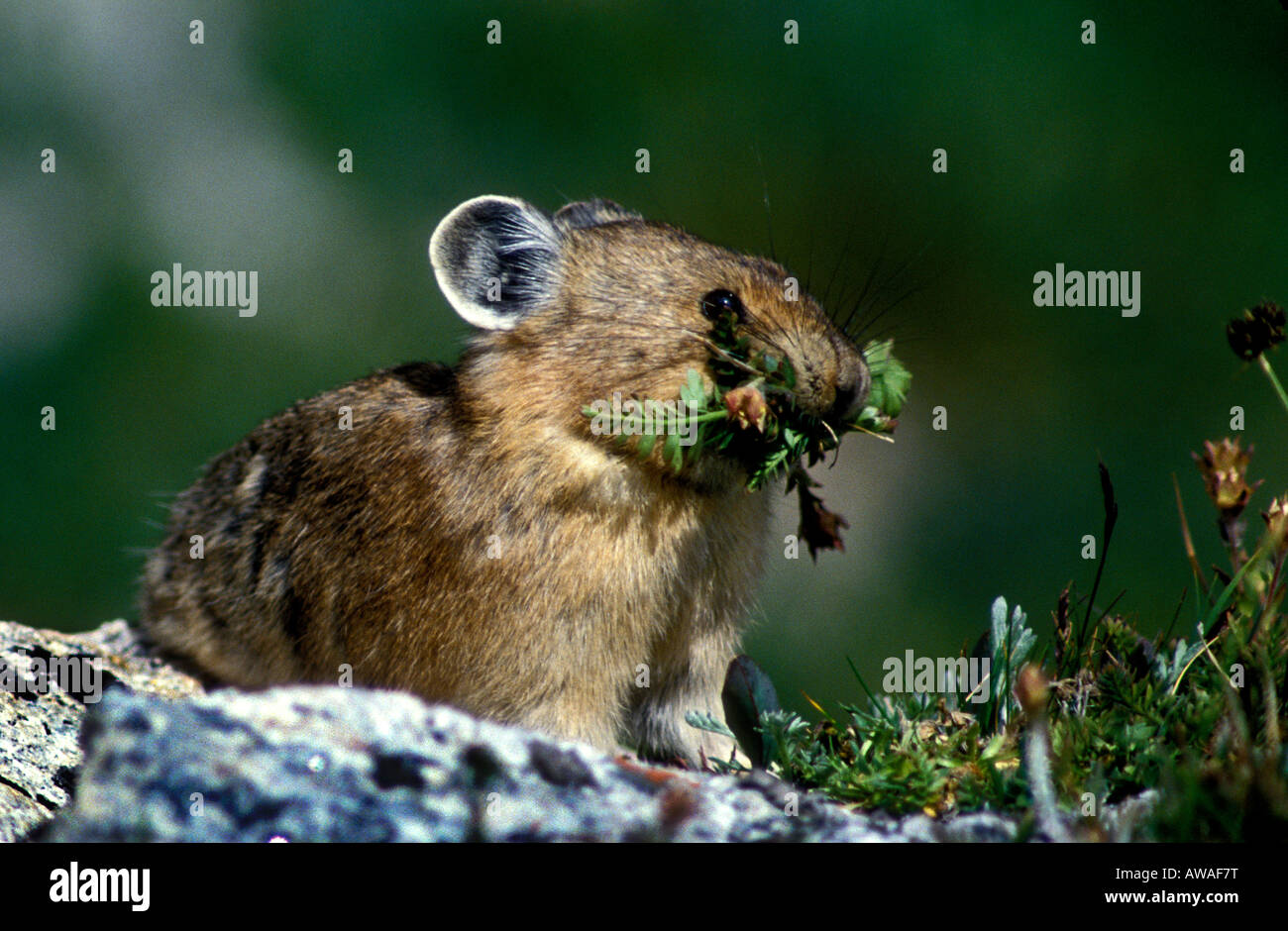 Pika with food hi-res stock photography and images - Alamy