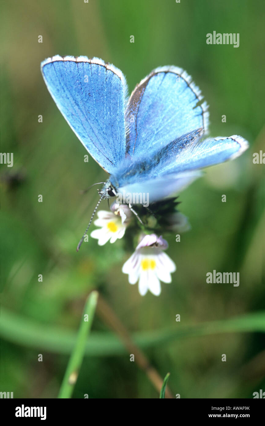 Adonis Blue (Lysandra bellargus) on Eyebright Stock Photo - Alamy