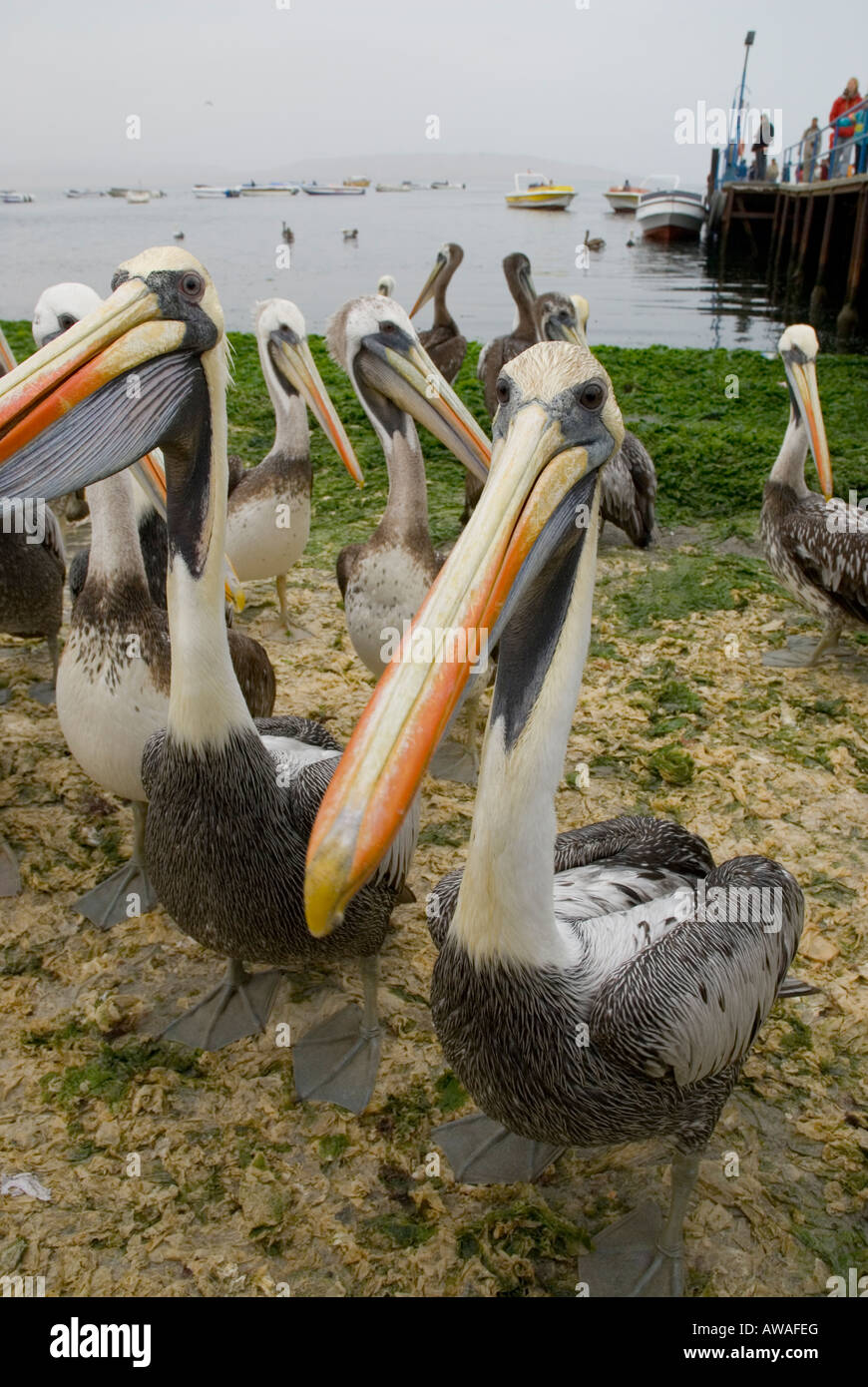 PERUVIAN PELICAN Pelecanus thagus Stock Photo - Alamy