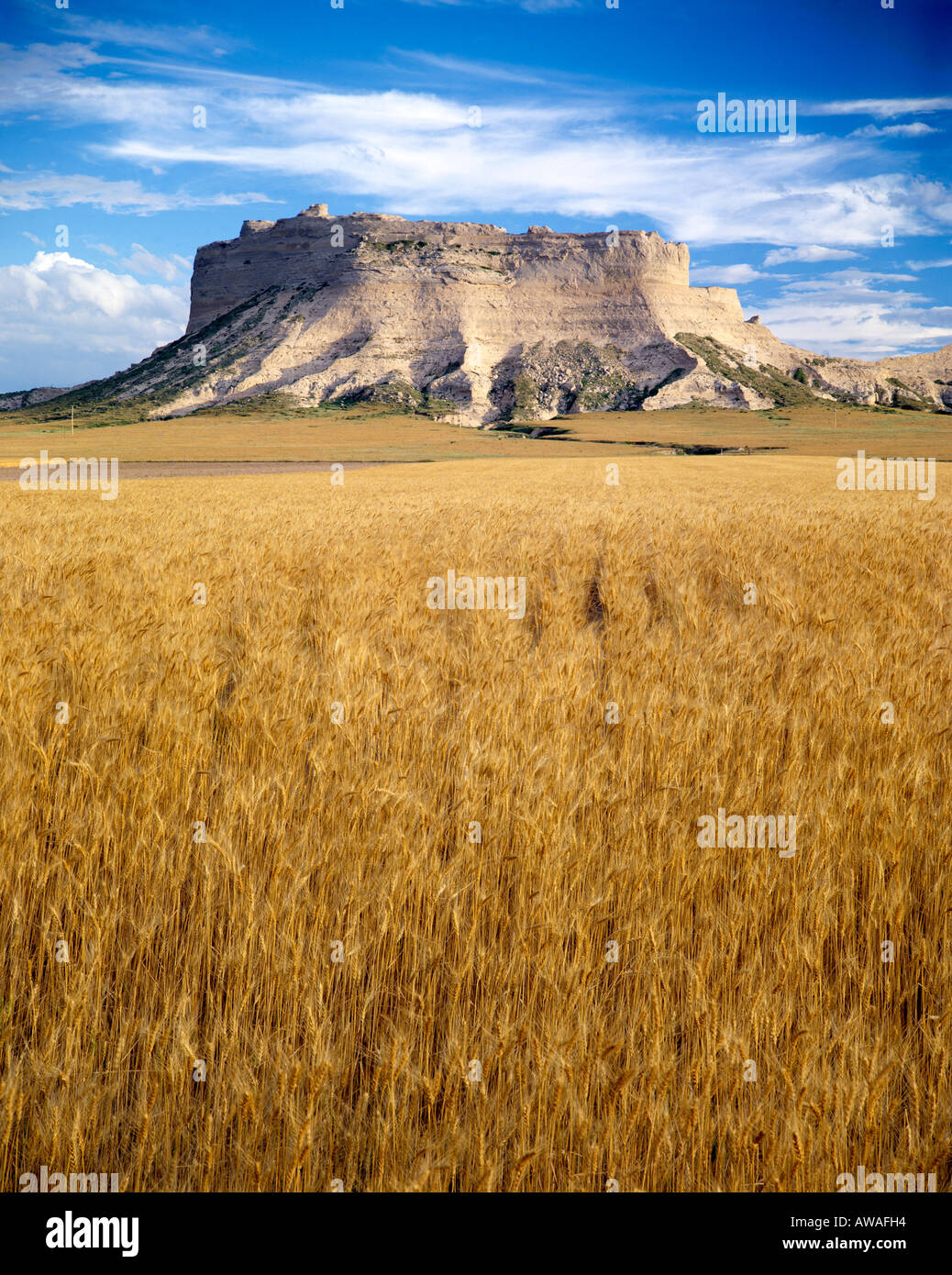 MATURE WHEAT ON TERRACED GROUND WYOMING Stock Photo - Alamy