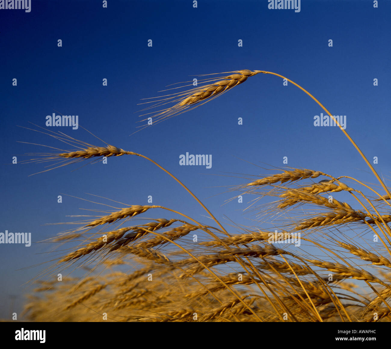 Wheat shaft hi-res stock photography and images - Alamy
